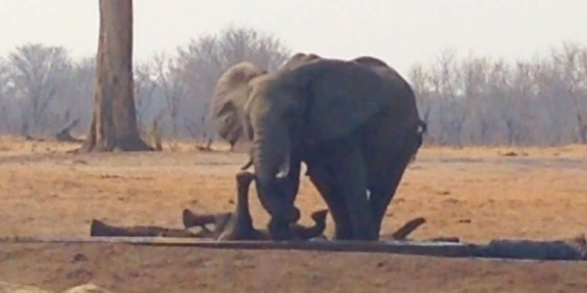 Trapped Baby Elephant Saved By Another Family - Videos - The Dodo