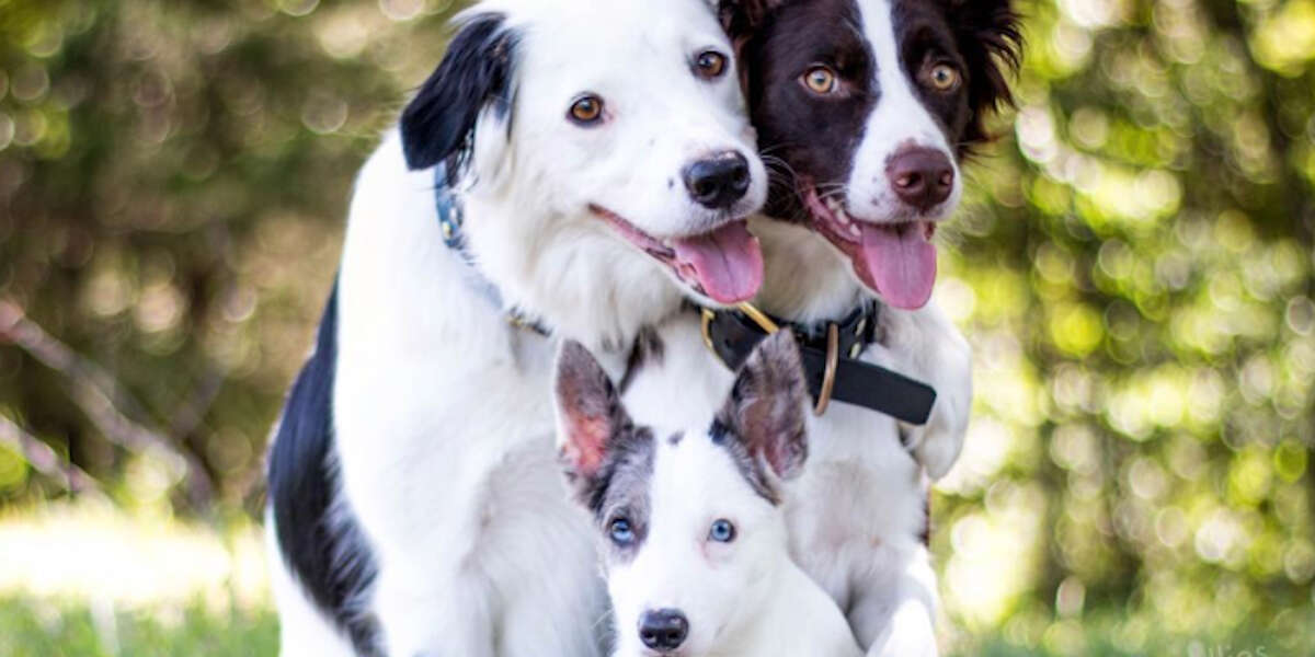 These Dogs Are Super Talented - Videos - The Dodo