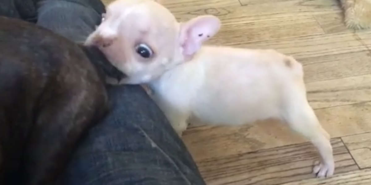 Tiniest Dog Loves To Bug All His Foster Siblings - Videos - The Dodo