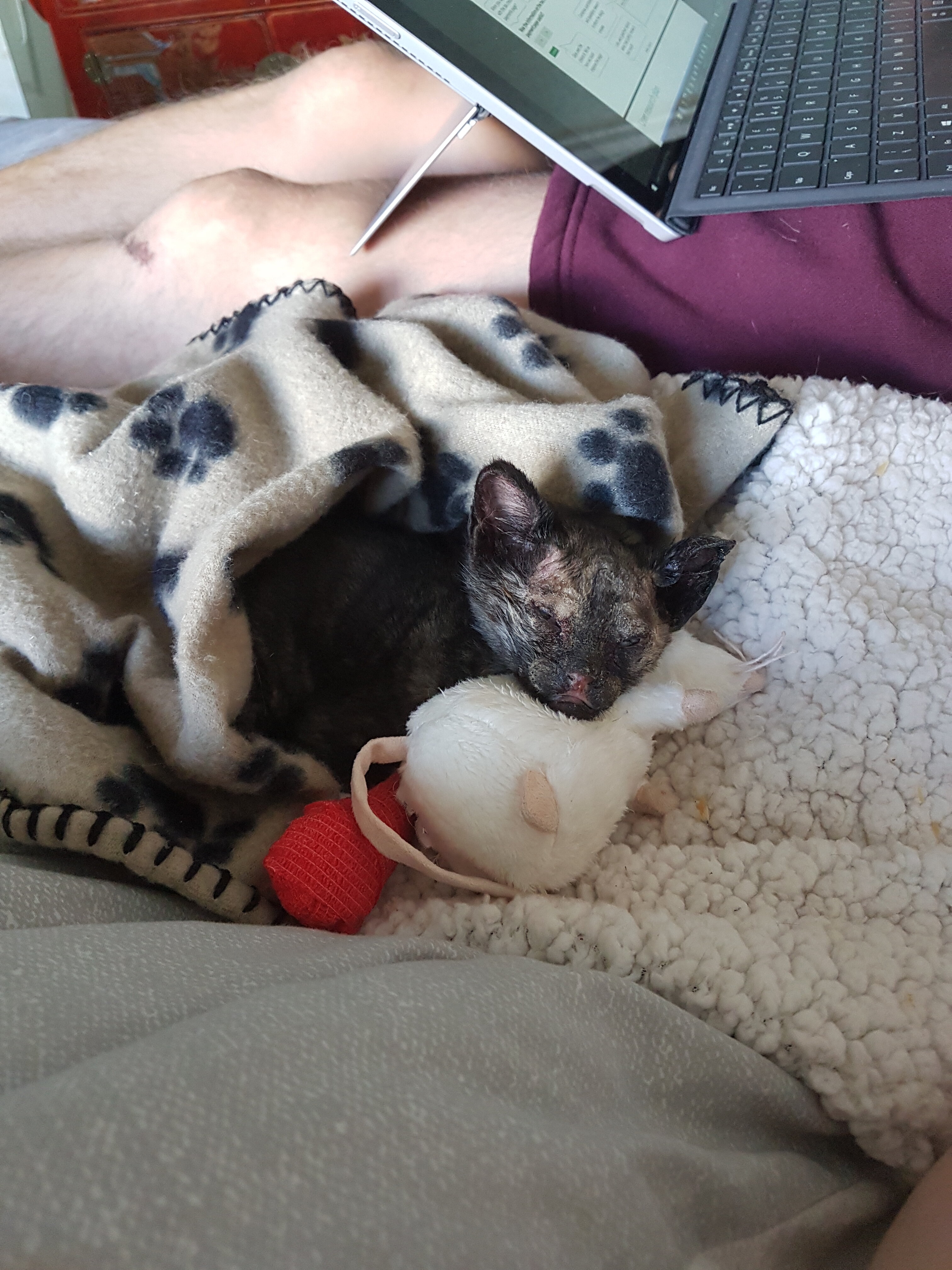 Kitten Burned In Fire Missing Fur On Her Eyelids - The Dodo