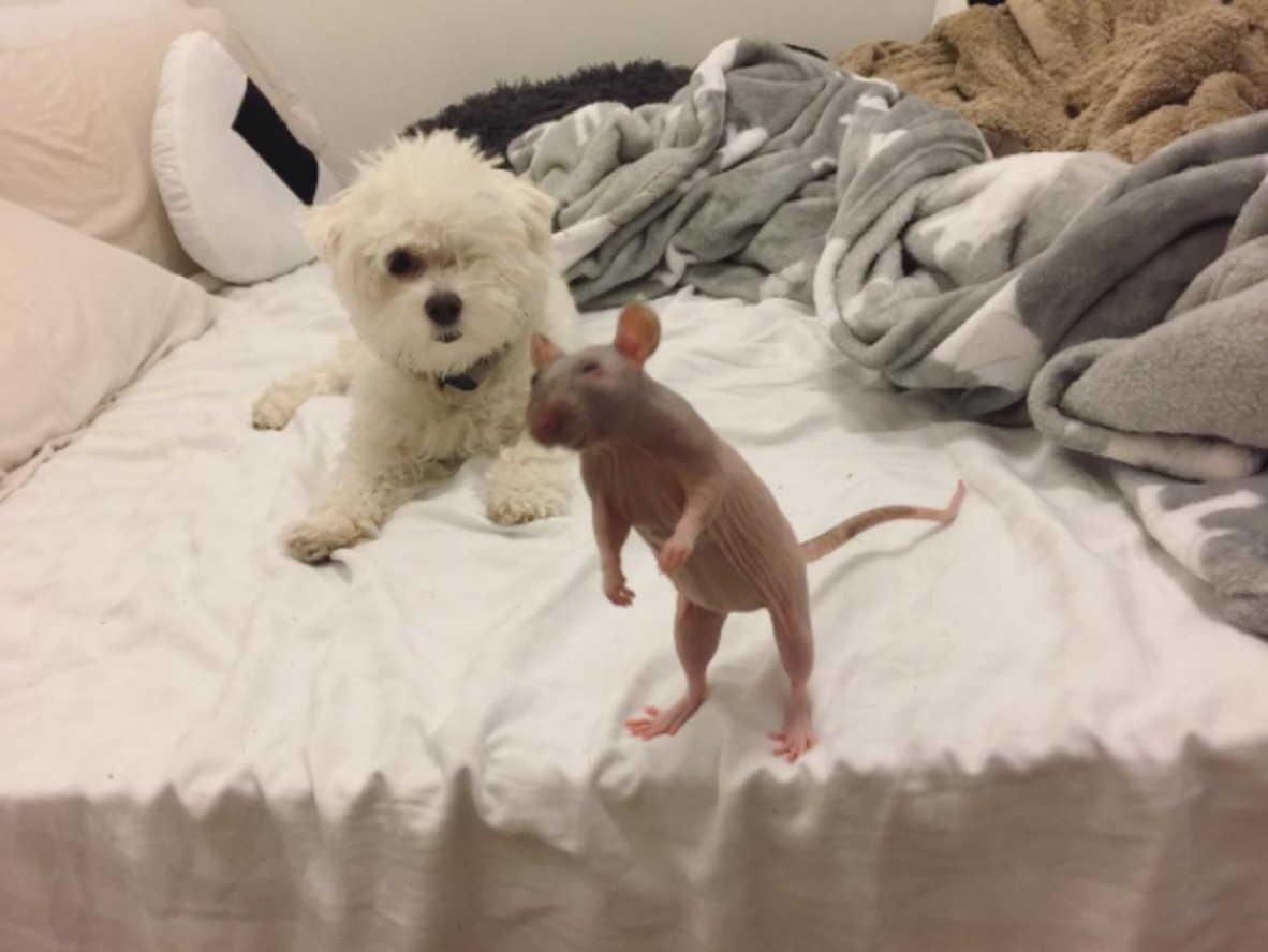 Rescue Dog Adores Her Three Rat Sisters - The Dodo