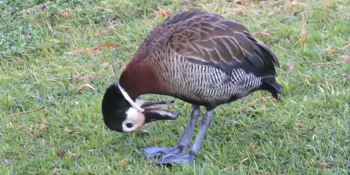 Woman Finds Duck Trapped In The Saddest Way - The Dodo