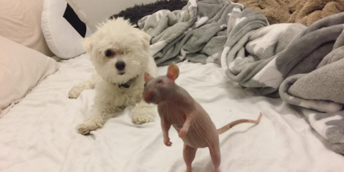 Rescue Dog Adores Her Three Rat Sisters - The Dodo