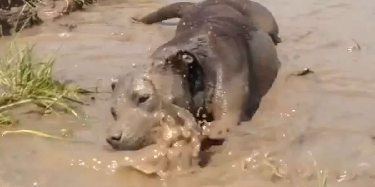 These Dogs LOVE Mud - Videos - The Dodo