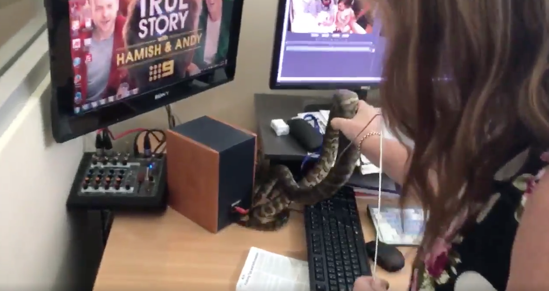 Office Snake Gets Removed from Australian News Station: Video - Thrillist