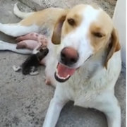 Dog Best Friends Demand To Be Adopted Together - The Dodo