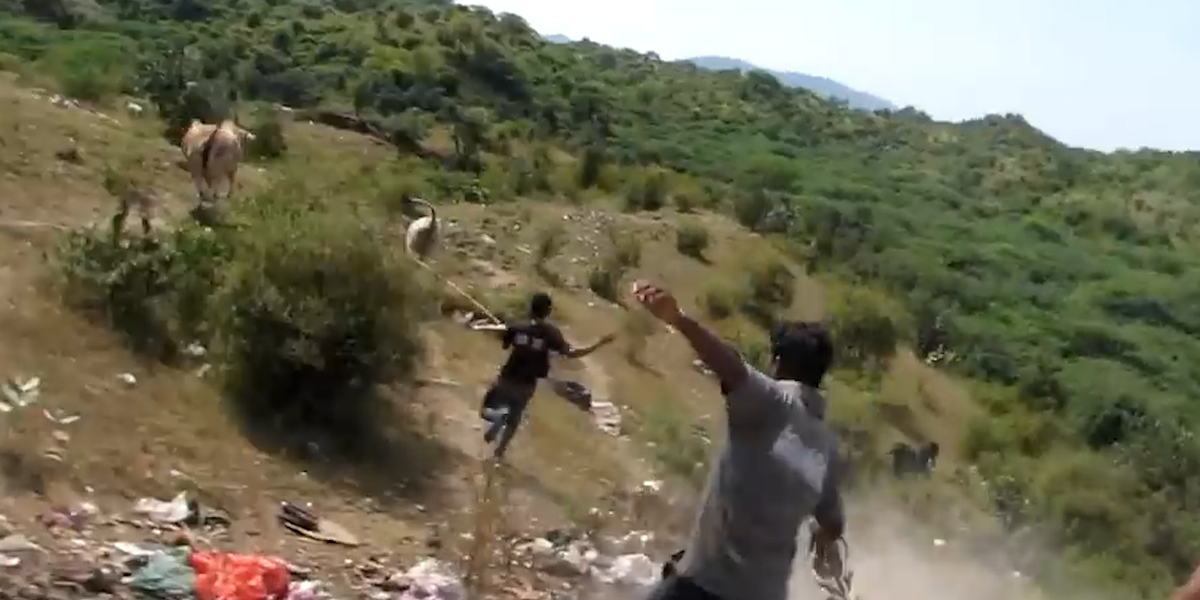 People Spend Hours Chasing Hurt Cow So They Can Help Her Get Better ...