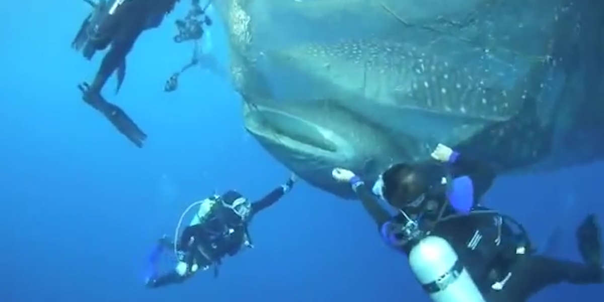 Sharks Stuck In Fishing Net Get Help From Scuba Divers - Videos - The Dodo