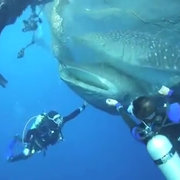 Officials Find 7 Live Sharks In New York Man's Basement Pool - The Dodo