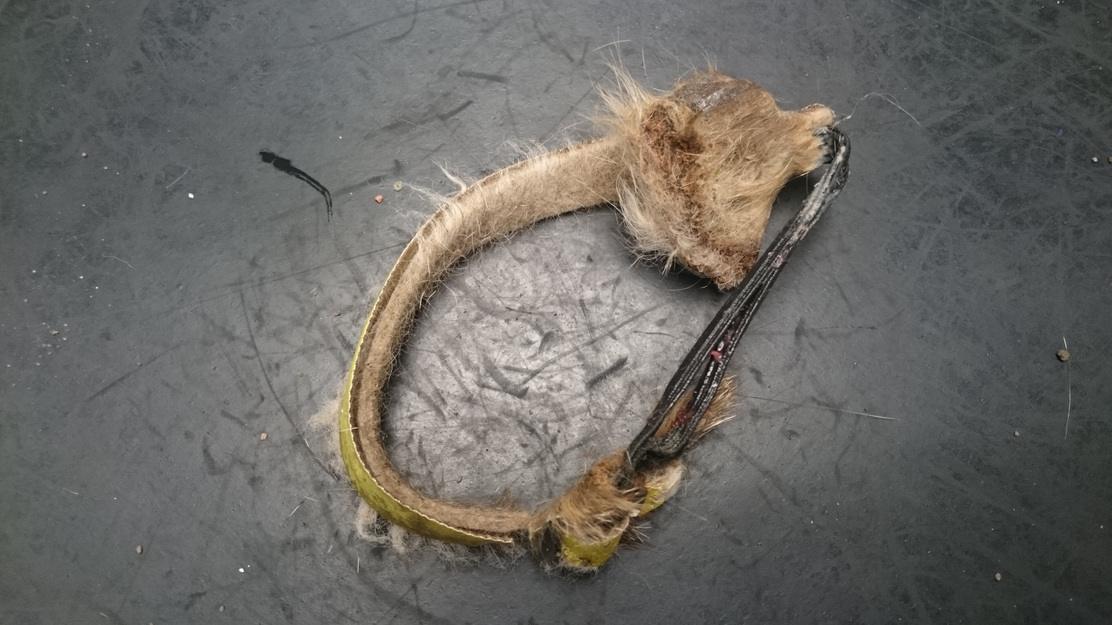 Cat Stuck In Collar Finally Finds The Help She Needs - The Dodo