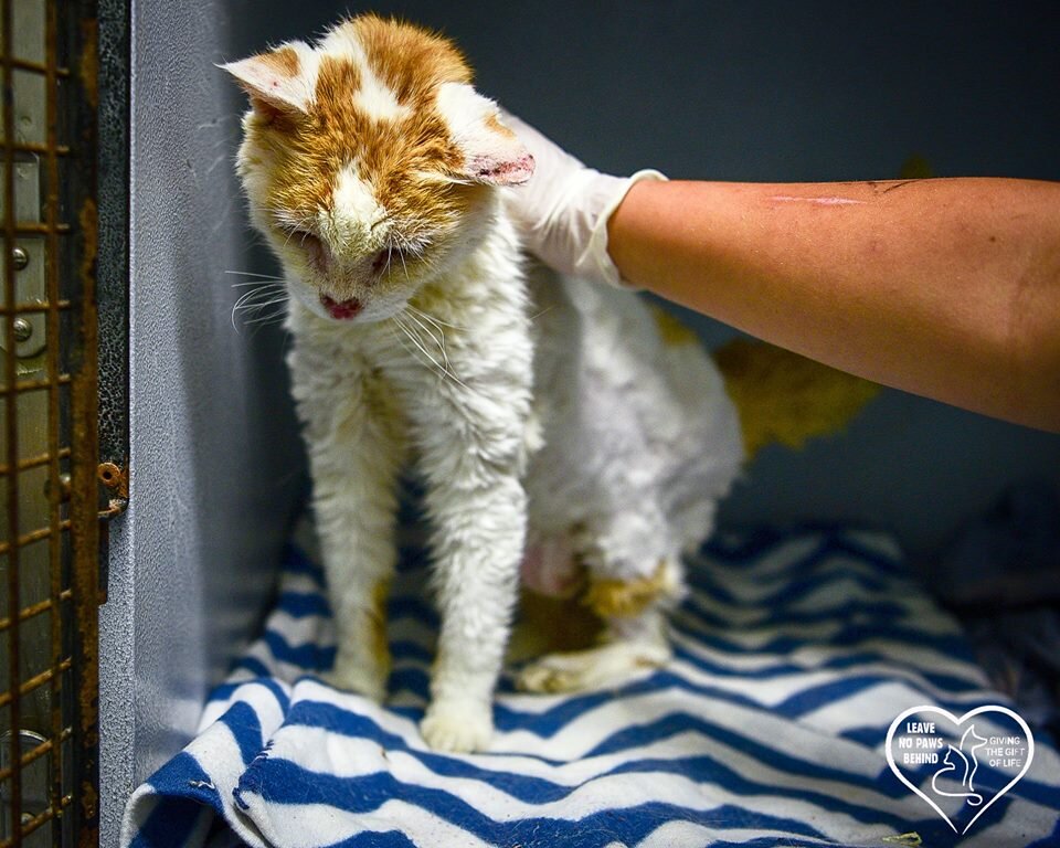 Shelter Cat Missing Nose Is So Grateful Someone Saved Him - The Dodo