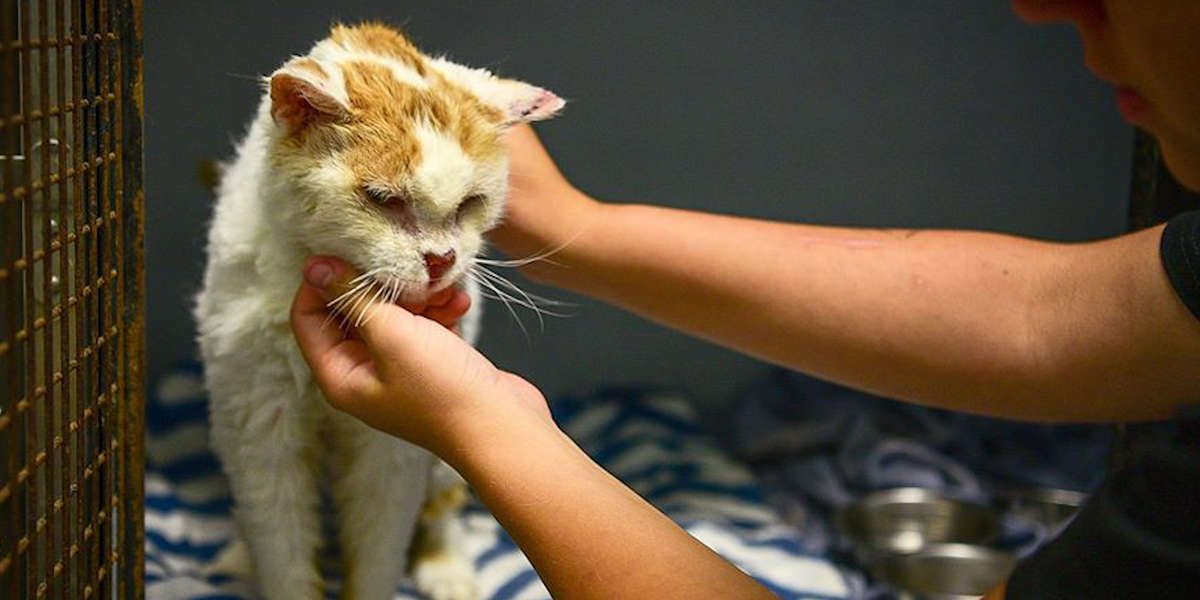 Shelter Cat Missing Nose Is So Grateful Someone Saved Him - The Dodo