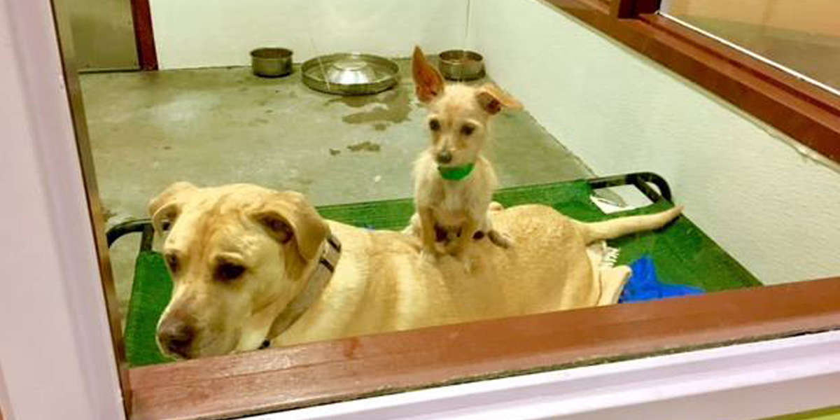 Dog Best Friends Demand To Be Adopted Together - The Dodo