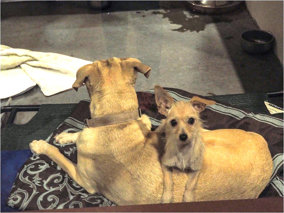 Dog Best Friends Demand To Be Adopted Together - The Dodo