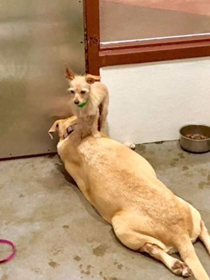 Dog Best Friends Demand To Be Adopted Together - The Dodo