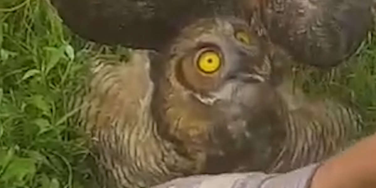 Owl Stuck In Net Gets Help From Kind Strangers - Videos - The Dodo