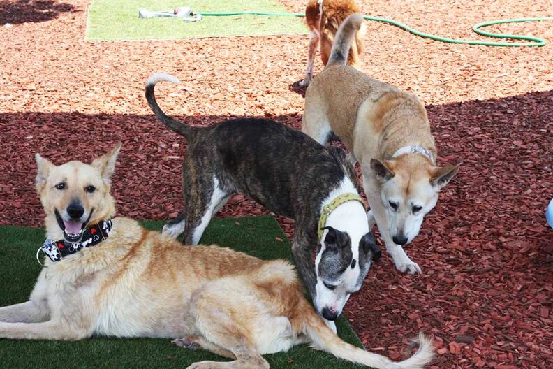 Rescued Senior Dog Looks So Different Now - The Dodo