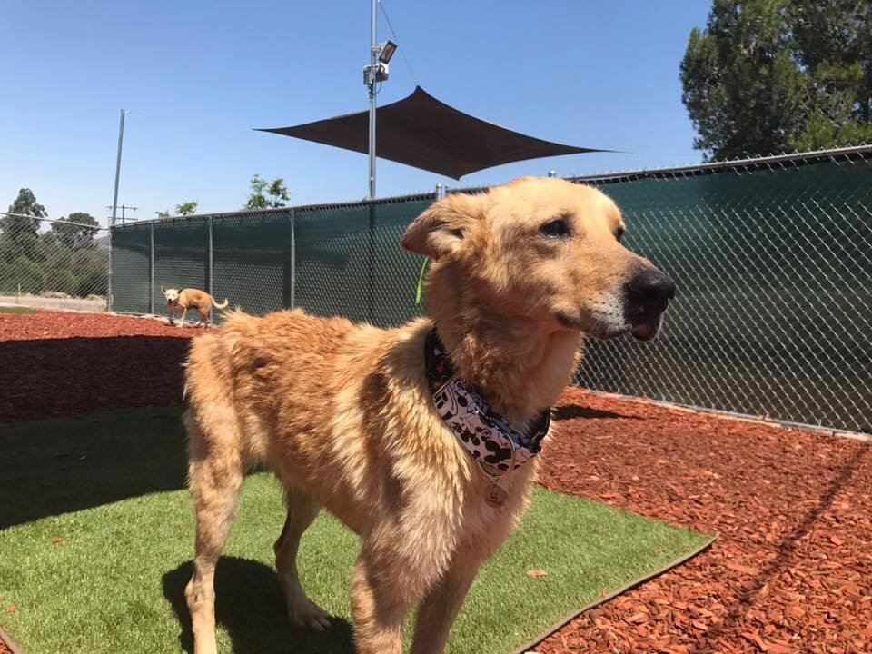 Rescued Senior Dog Looks So Different Now - The Dodo