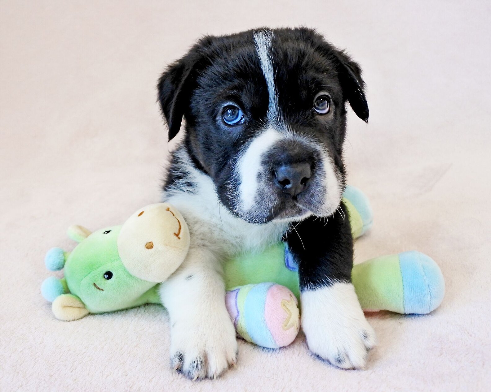 Puppy With Big Head And Short Legs Finds The Perfect Home - The Dodo
