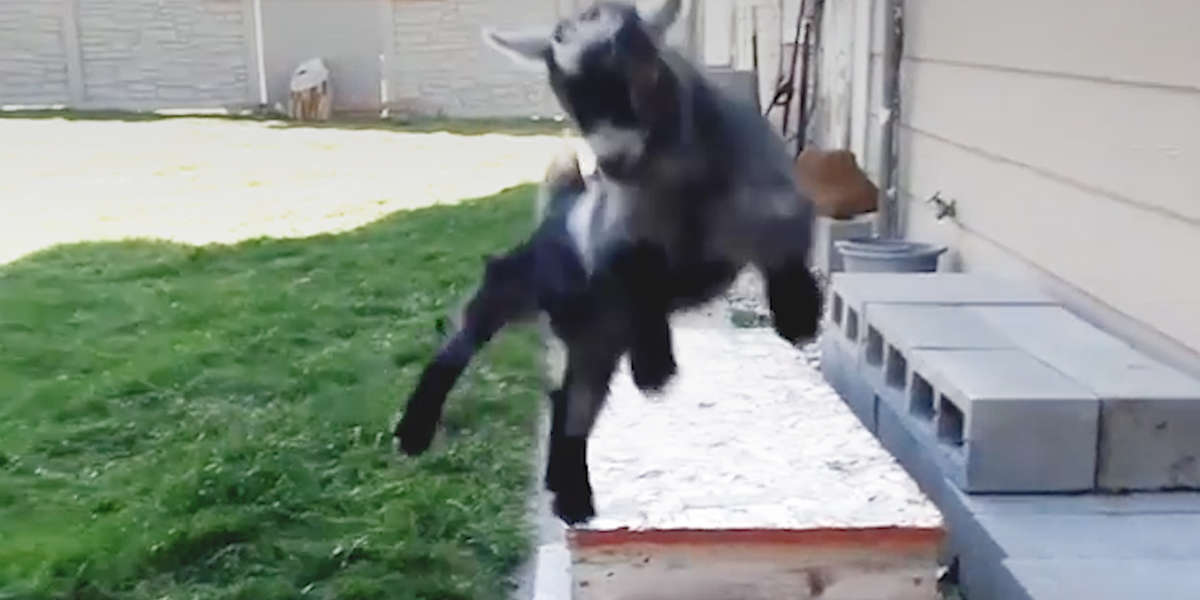 These Goat Brothers Keep Each Other Weird - Videos - The Dodo