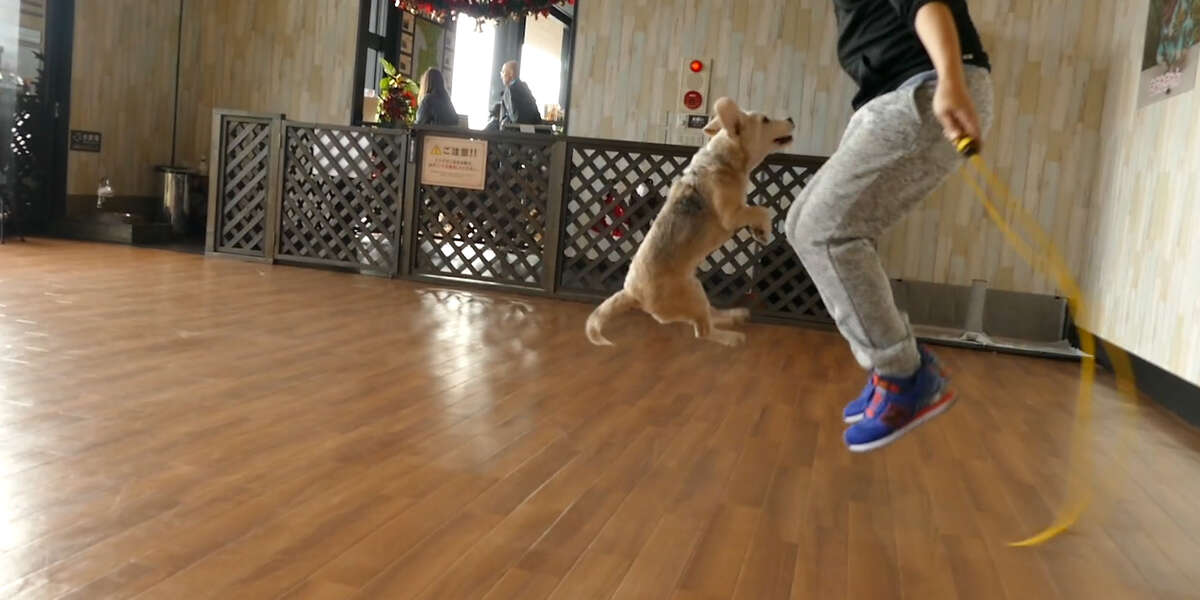 Beagle Is The Best In The World At Jumping Rope - Videos - The Dodo