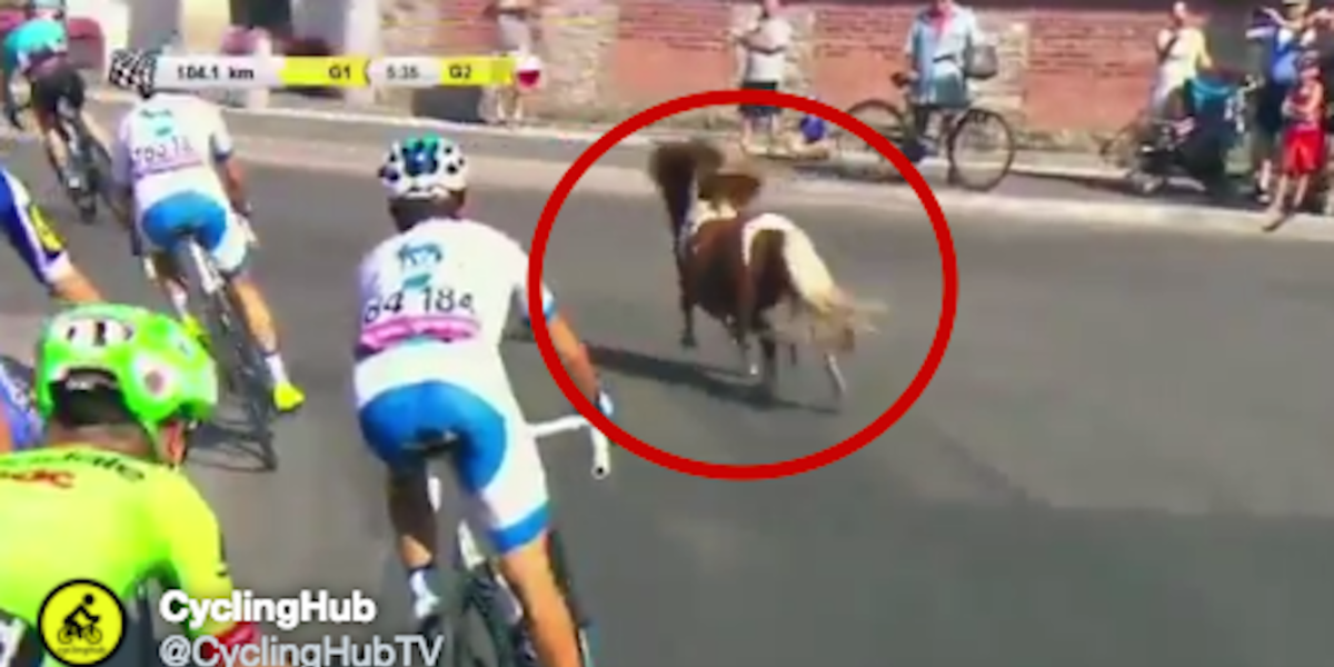 Pony Joins Bike Race And Becomes Social Media Star - The Dodo