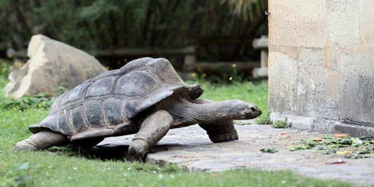 Giant Tortoise Escapes Zoo For The Second Time - The Dodo