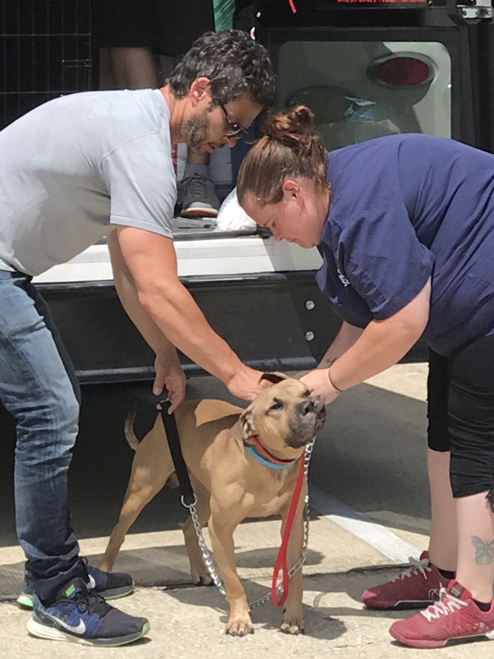 Pit Bulls Seized From Canadian Dogfighting Ring Are Lap Dogs Now - The Dodo