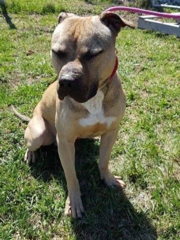 Pit Bulls Seized From Canadian Dogfighting Ring Are Lap Dogs Now - The Dodo