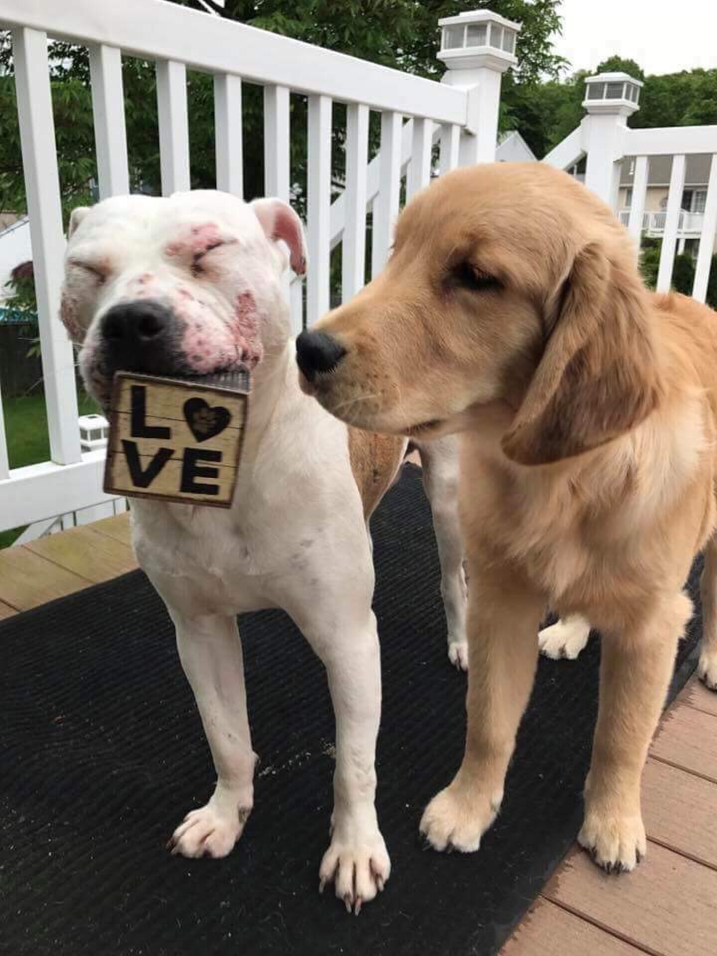 Sick Puppy Adopted By Loving Family Is So Happy Now - The Dodo