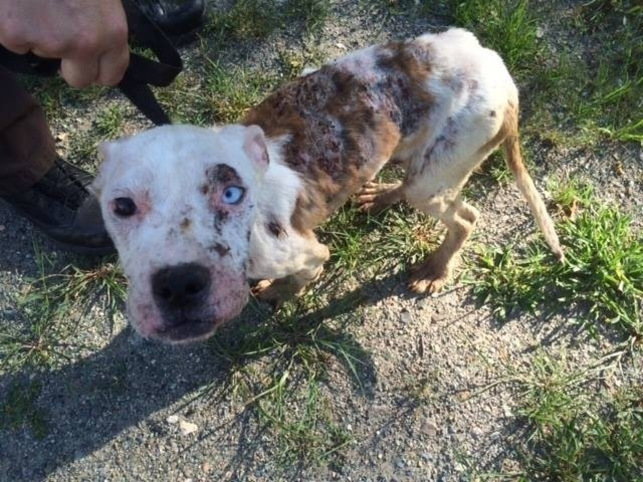 Sick Puppy Adopted By Loving Family Is So Happy Now - The Dodo