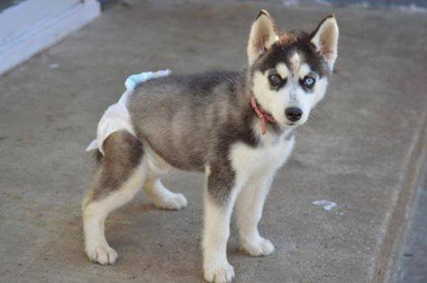 Mini Husky With Special Needs Is Looking For The Right Family - The Dodo