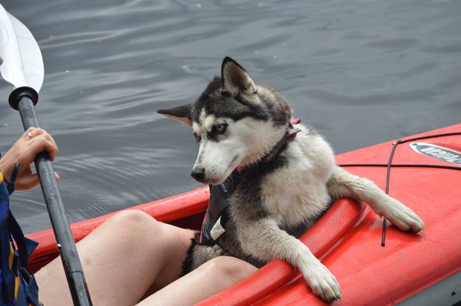 Mini Husky With Special Needs Is Looking For The Right Family - The Dodo