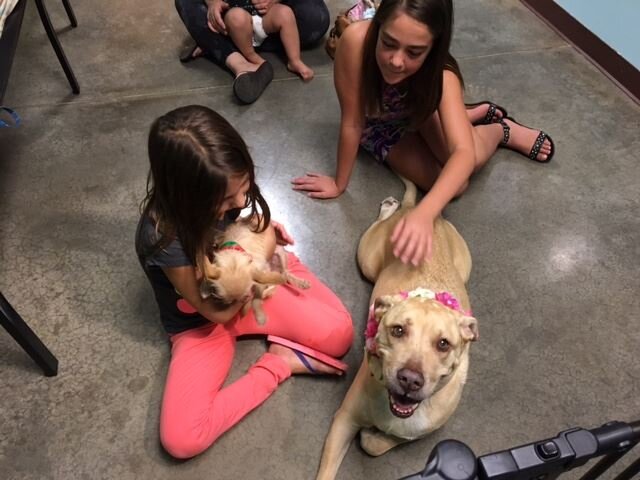 Dog Best Friends Demand To Be Adopted Together - The Dodo