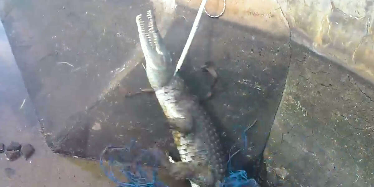 People Rescue Trapped Crocodile - Videos - The Dodo