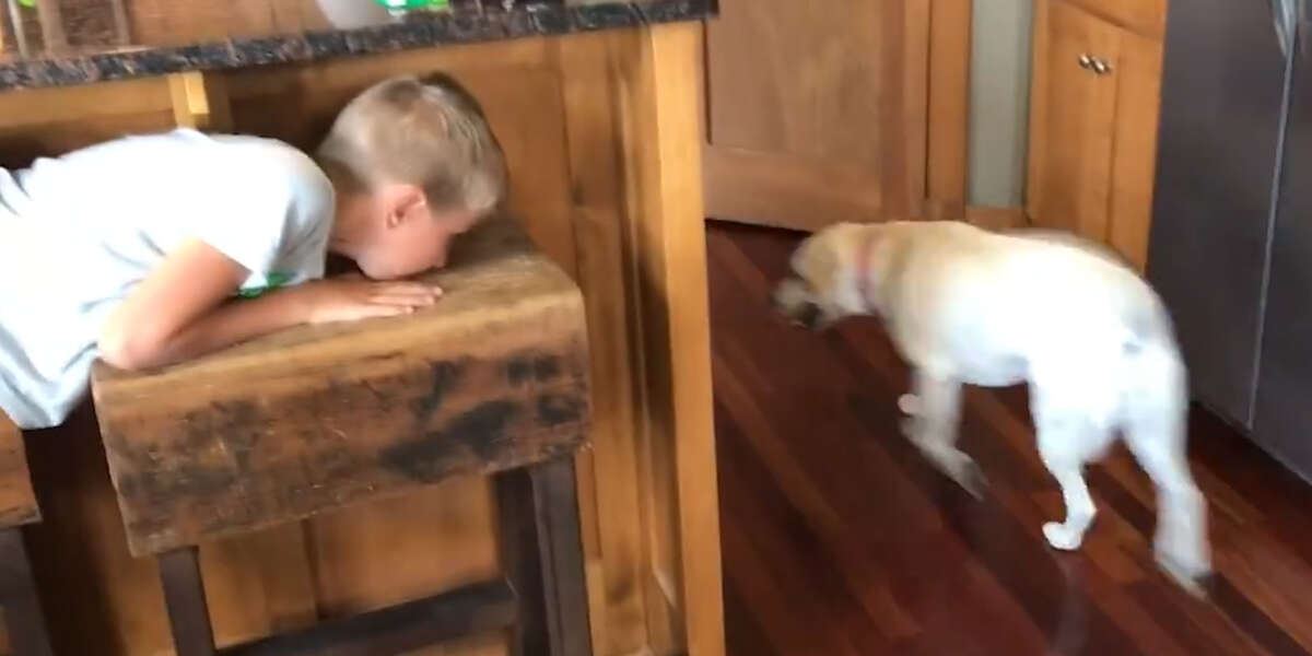 Smart Dog Is Amazing At Hide-and-Seek - Videos - The Dodo