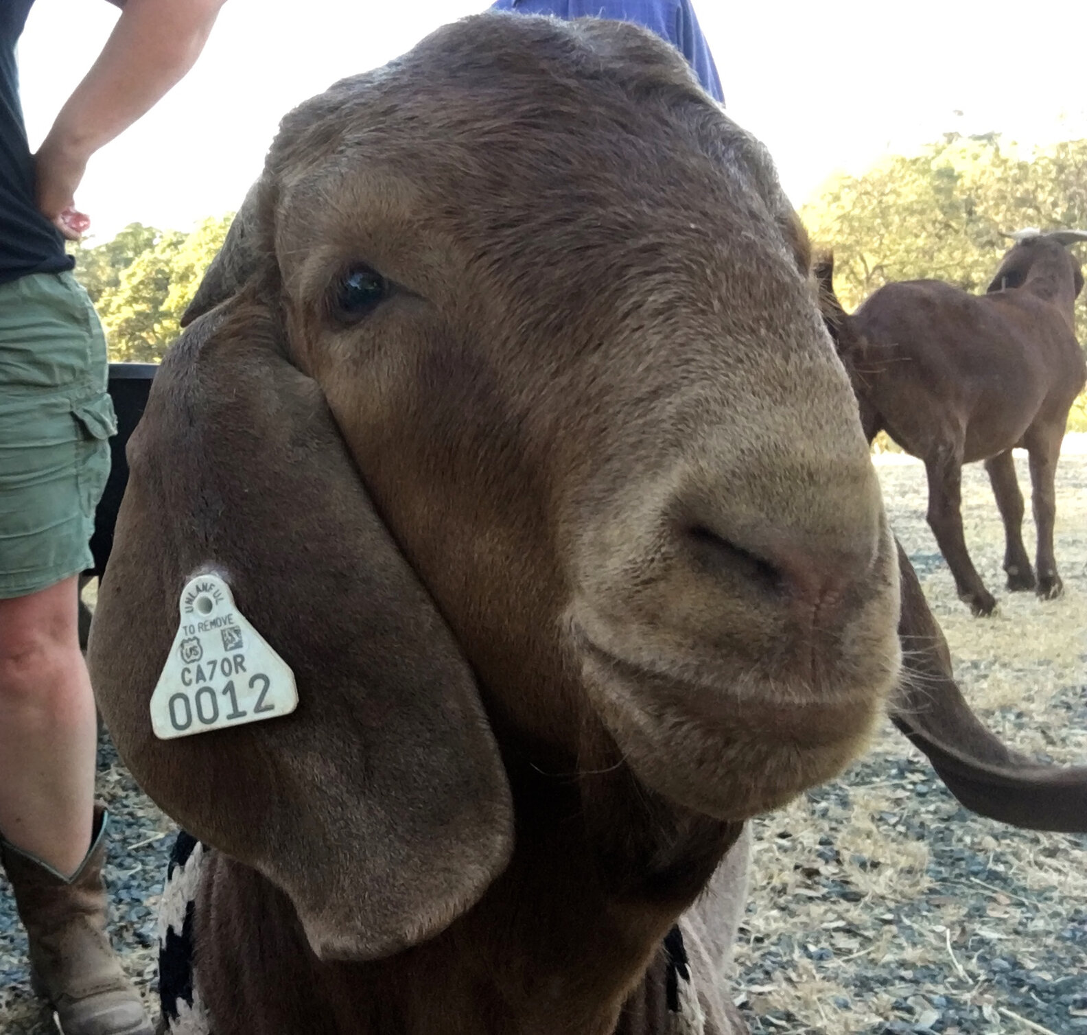 Scared Baby Goat Meets A Senior Goat And They Bond Instantly - The Dodo