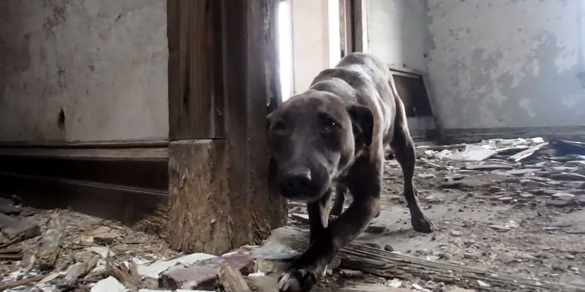 People Find Dog Trapped In Empty Building - Videos - The Dodo