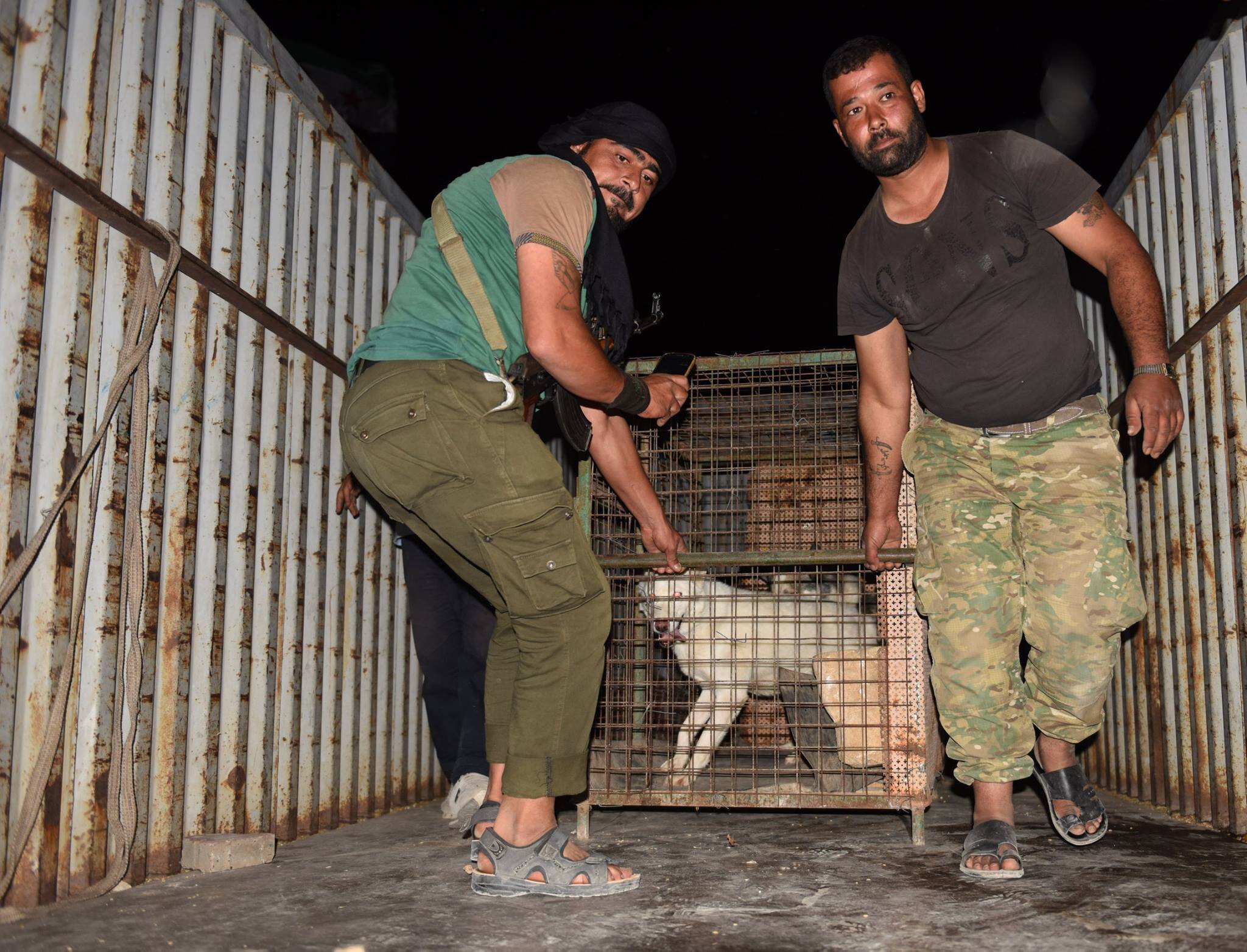 Dogs Saved From Syrian Zoo Are Learning To Trust Again - The Dodo