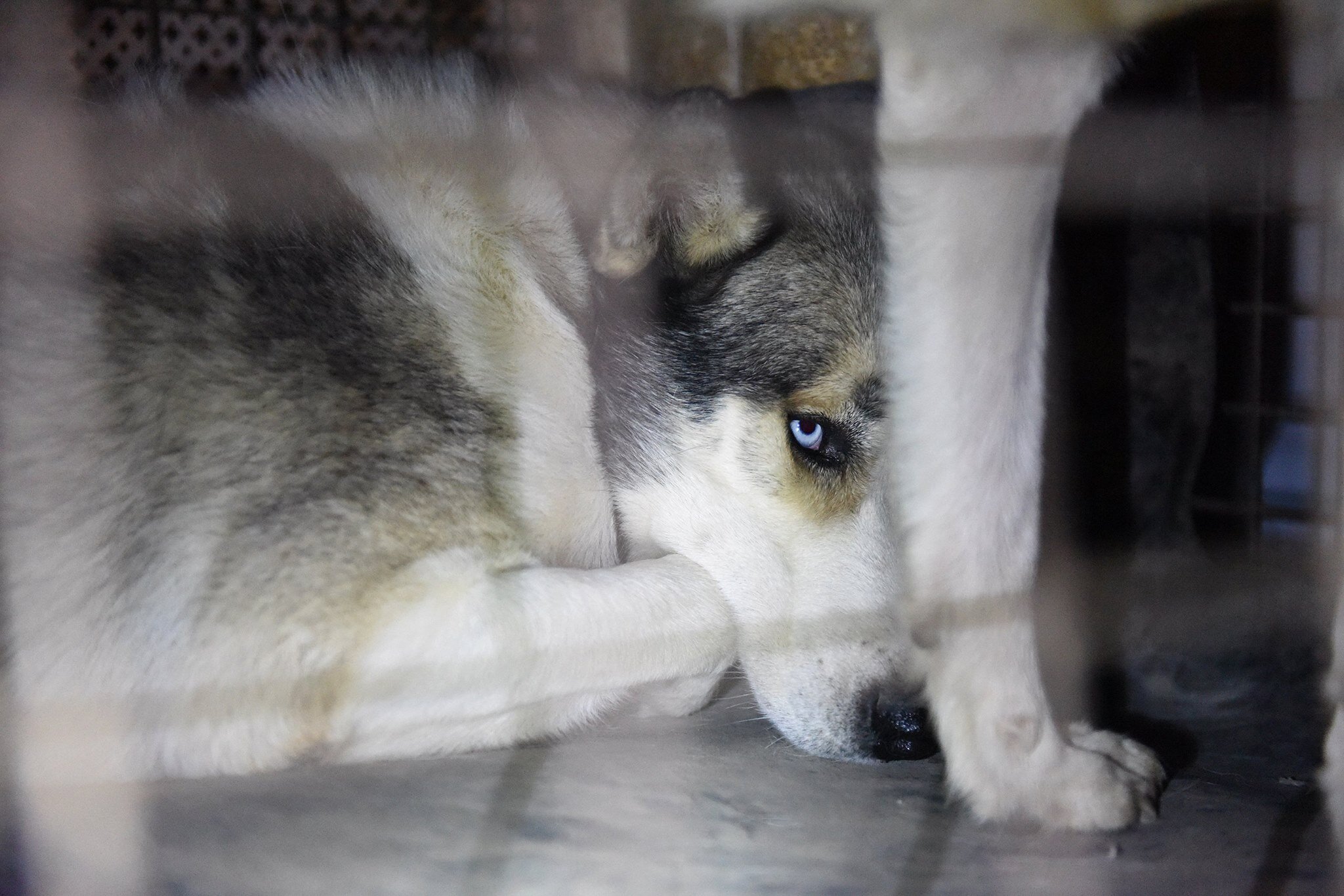 Dogs Saved From Syrian Zoo Are Learning To Trust Again - The Dodo