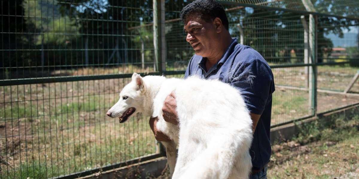 Dogs Saved From Syrian Zoo Are Learning To Trust Again - The Dodo