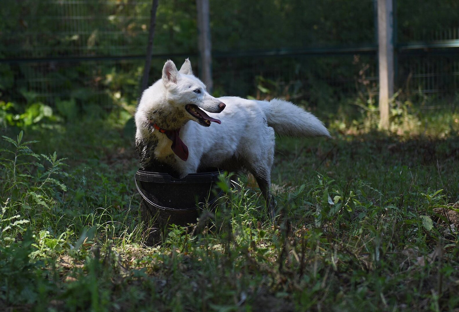 Dogs Saved From Syrian Zoo Are Learning To Trust Again - The Dodo