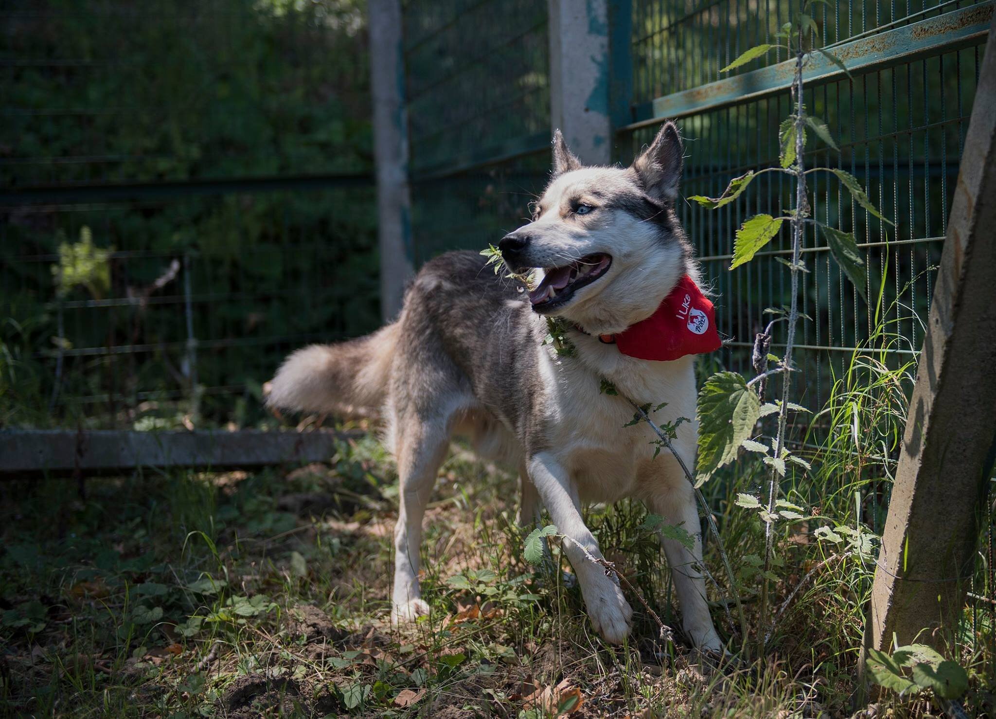 Dogs Saved From Syrian Zoo Are Learning To Trust Again - The Dodo