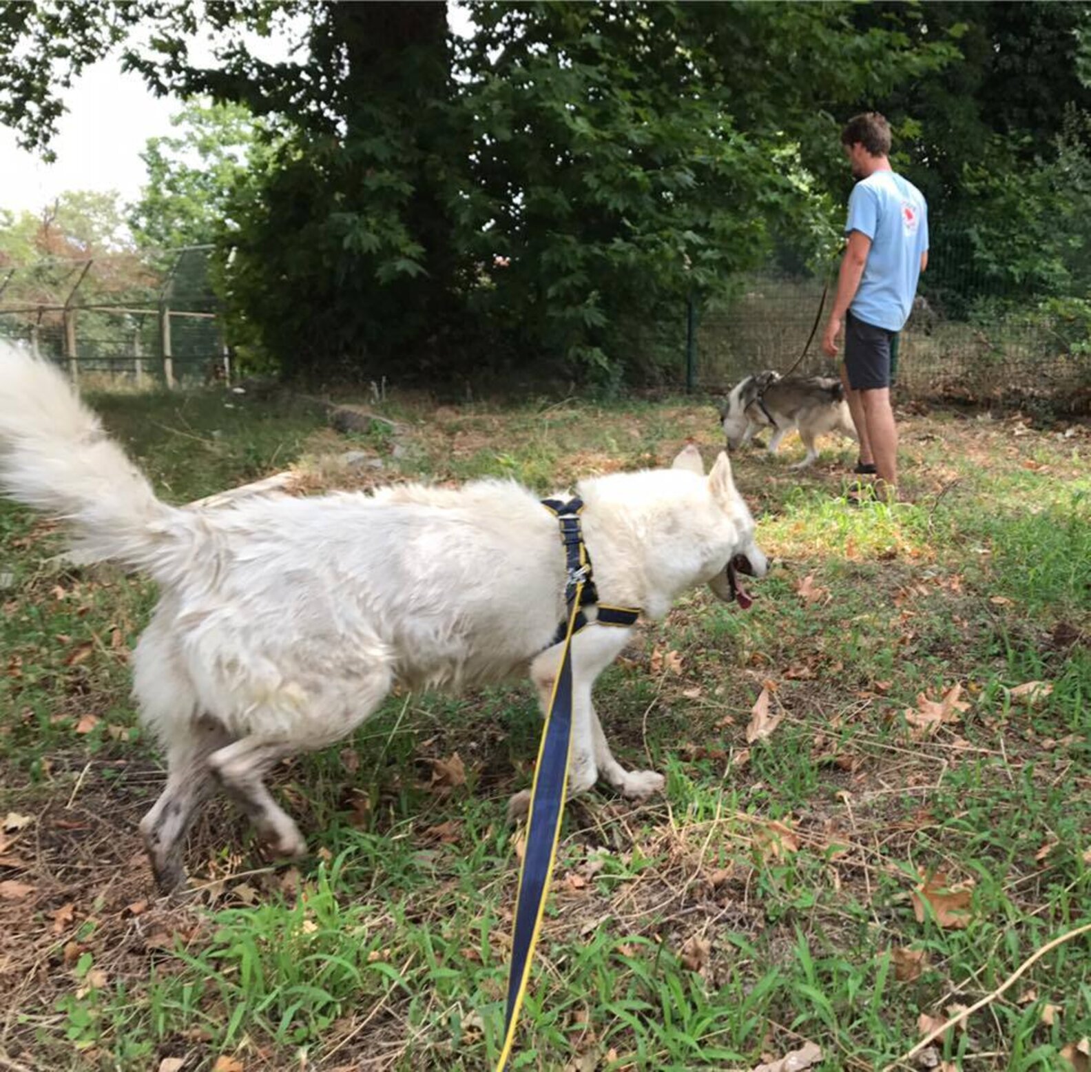 Dogs Saved From Syrian Zoo Are Learning To Trust Again - The Dodo