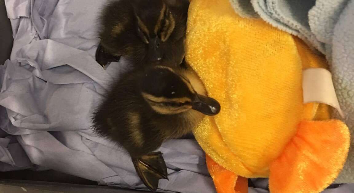 Rescue Ducklings Dropped At Shelter With The Most Adorable Note - The Dodo