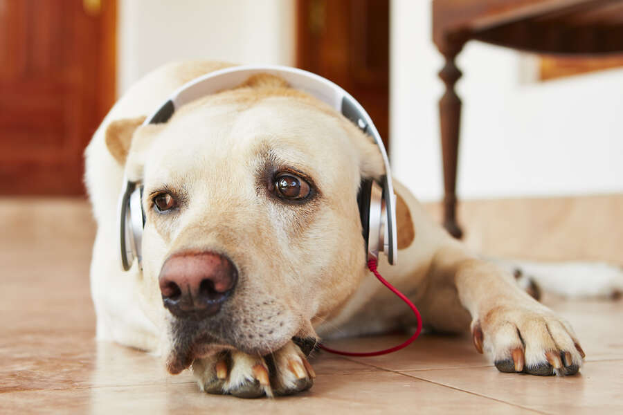 Audible For Dogs Designed To Keep Anxious Pets Calm - Thrillist