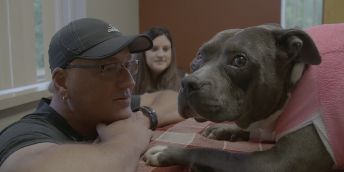 Dog Who Was Shot Is So Happy With Her New Life - Videos - The Dodo