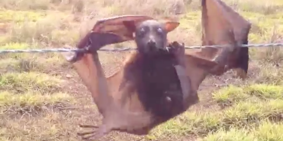 Hundreds Of Bats Are Getting Caught On Fences - Videos - The Dodo