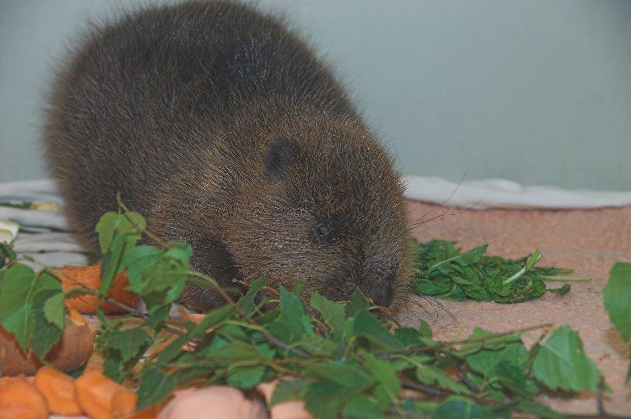 Baby Beaver Gets Lost His First Time Away From Home - The Dodo