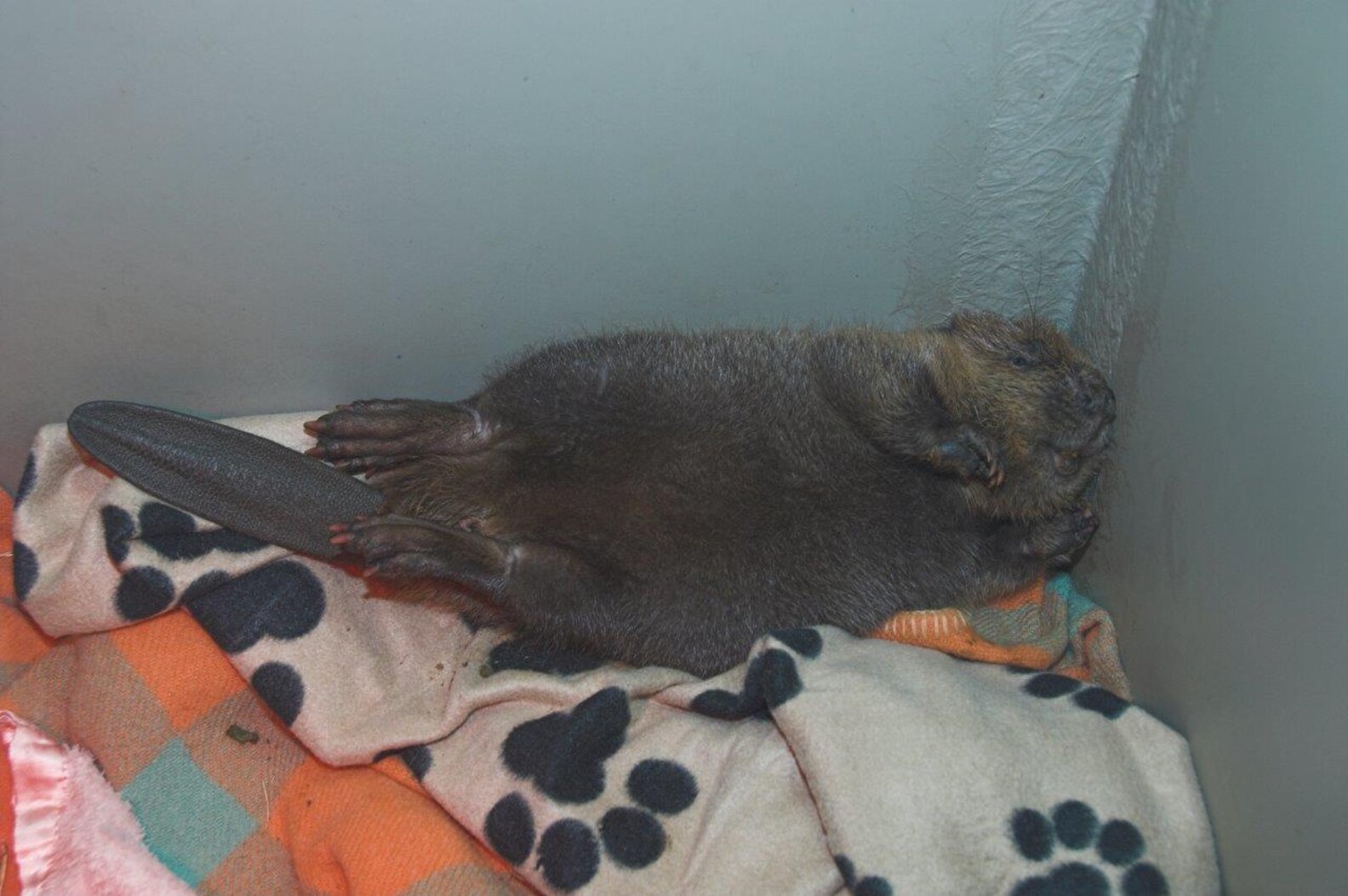 Baby Beaver Gets Lost His First Time Away From Home - The Dodo